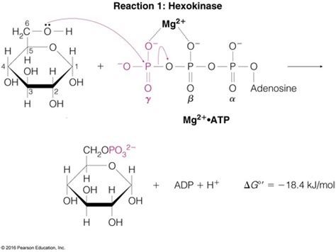 Glycolysis Structures Flashcards Quizlet