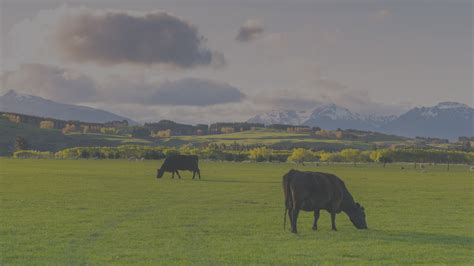 October 2023 New Zealand Dairy Export Volume Snapshot Highground Dairy