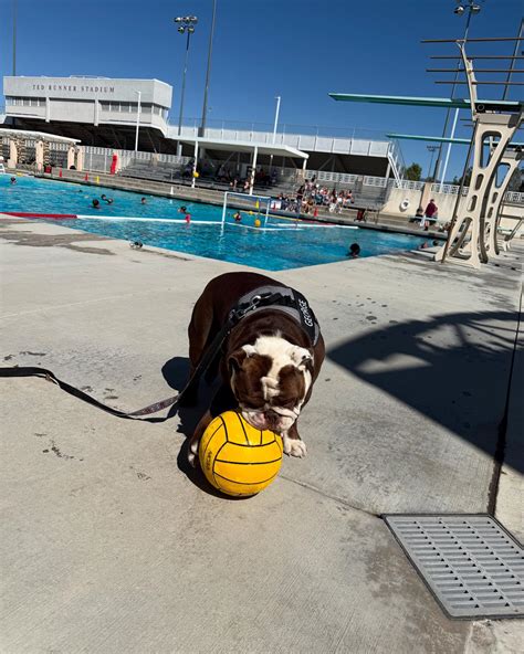 University Of Redlands Mascot George
