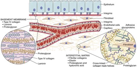 Cellular Biology Basicmedical Key