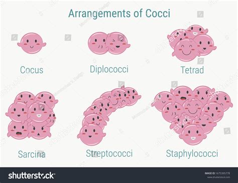 Arrangements Cocci Vector Illustration Cucus Diplococci Stock Vector