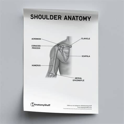 Shoulder Anatomy Poster Pdf Digital Download Anatomystuff