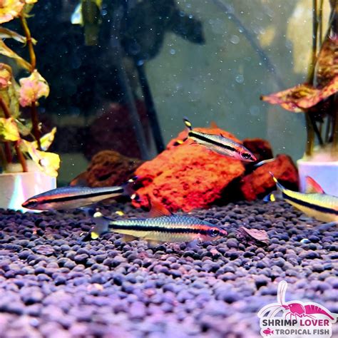 Roseline Denison Barb Large Aka Roseline Shark Red Lined Torpedo Bar