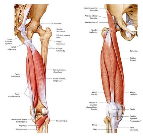 Proximal Hamstring Tendon Rupture