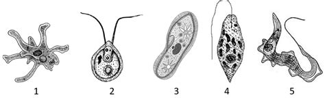 Задание №67475 Каким номером на рисунке обозначен организм осуществляющий половой процесс