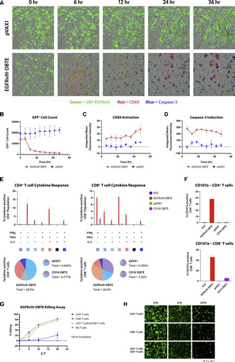 Multivalent In Vivo Delivery Of Dna Encoded Bispecific T Cell Engagers