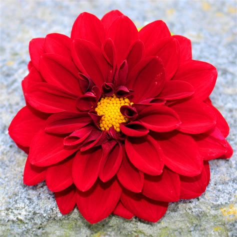 Dalia Roja Flor Jardín Foto Gratis En Pixabay Pixabay