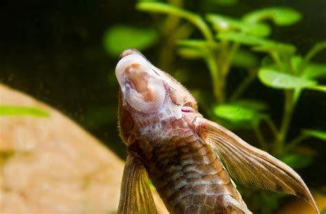 Whiptail Catfish Care Guide Tank Mates And Tank Size