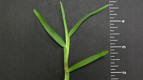 St Augustinegrass Nc State Extension Publications