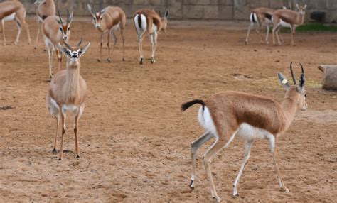 Dorcas Gazelle Interesting Facts Dorcas Gazelle Interesting Facts