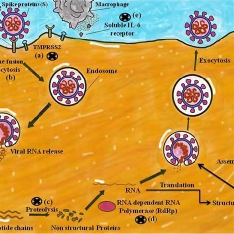 Simardeep Kaur Scientist Doctor Of Philosophy Research Profile