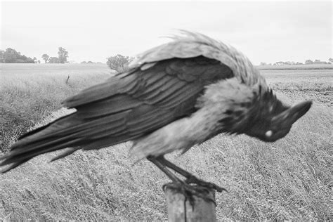 The Pillar Stephen Gill