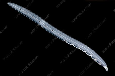 Eel Larva Or Leptocephalus Stock Image C0502385 Science Photo