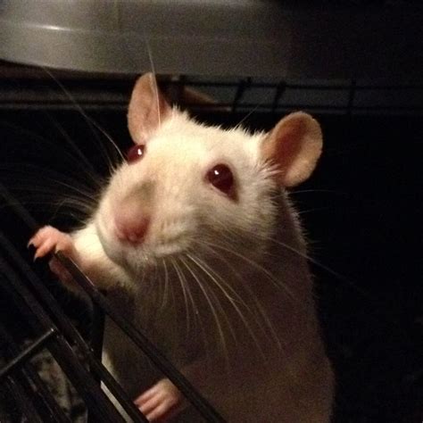 Pinky The Fancy Rat Adorable Creature