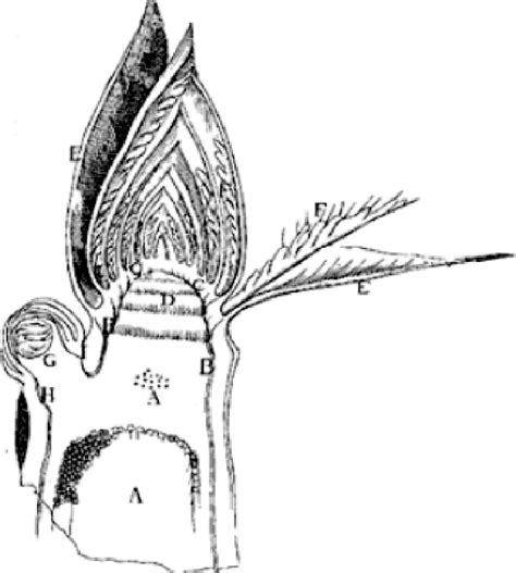 Longitudinal Section Through A Bud Of Ficus Species E Falling