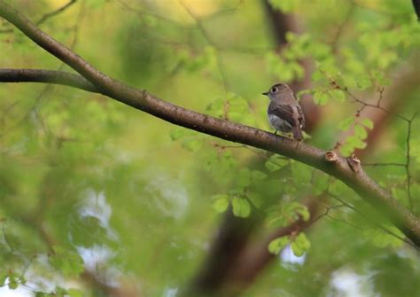 過去の鳥見2011年5月5日 コサメビタキ Bird Photo Diary2