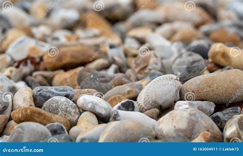 Venericor Bivalve Shell Amongst Pebbles On The Beach At Bracklesham Bay