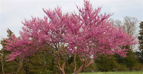 Tiny Trees Giant Shade 11 Small Trees That Throw Big Shadows