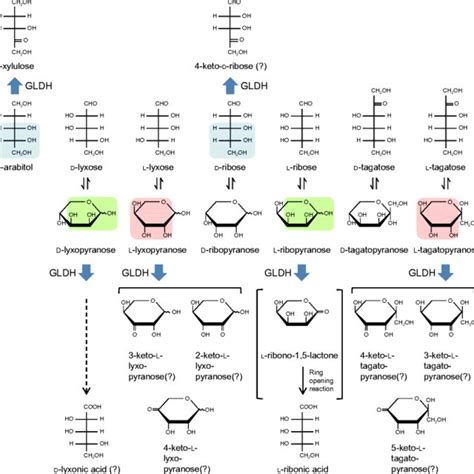 Time Course Of Biotransformation Of L Ribose And The Oxidation Product