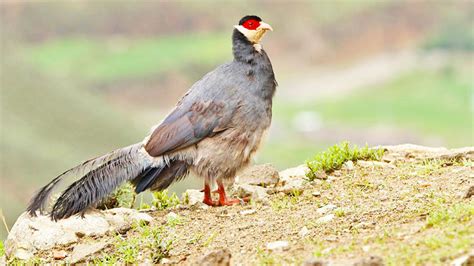 Top 6 Wild Birds In Tibet