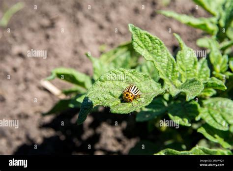 Potato Bugs Eating Green Leaves Of Potato Bush Insects Pests Eats