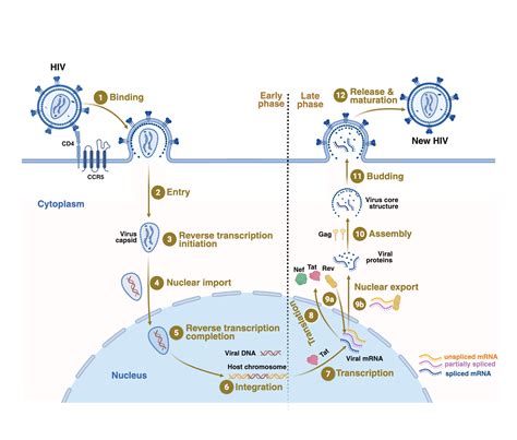 Schematic Overview Of Hiv 1 Life Cycle Biorender Science Templates