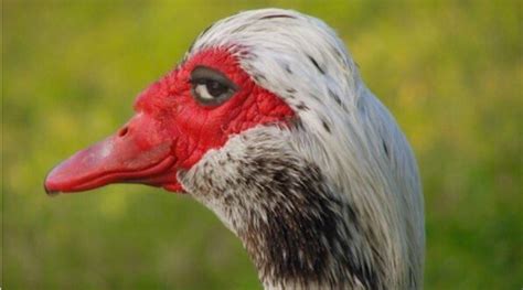 The Judgemental Duck In This Viral Meme Has A Fascinating History