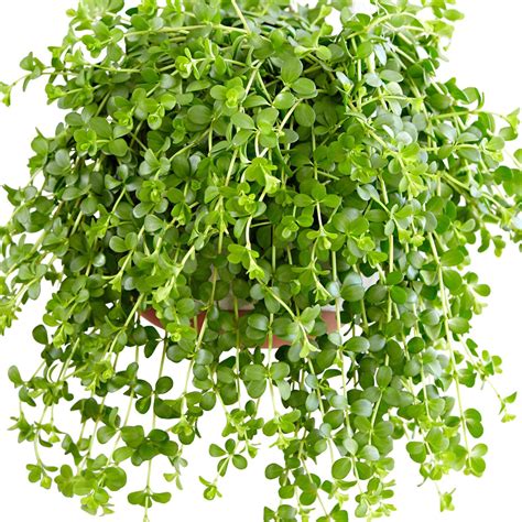 Peperomia Isabelle