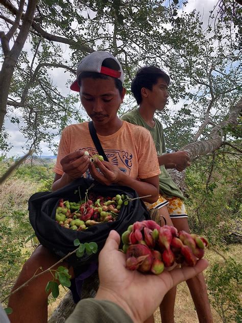 Bunga Ng Punong Kahoy Na Pampakapal Ng Balakubak Bunga Ng Punong