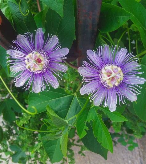 14 Native Vining Plants That Belong In Your Garden Plantisima