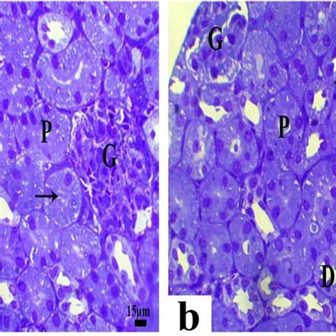 Photomicrograph Of Semithin Sections Of Renal Cortex A Of A Control Download Scientific