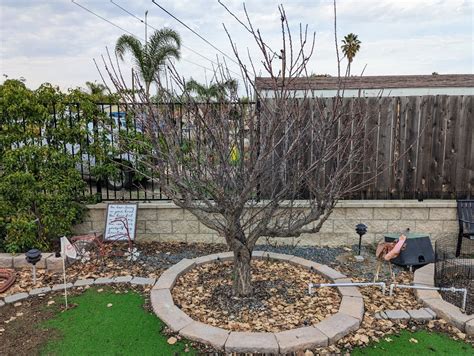 Cot N Candy Aprium In Vista Ca Page 4 General Fruit Growing Growing Fruit