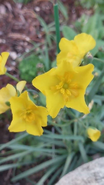 샛노란 개나리색 칼잎금매화 꽃이 활짝 피었어요 Youtube