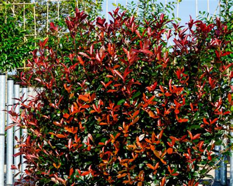 How To Grow Photinia Carre Rouge
