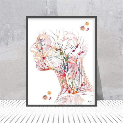 Lymphatic System Anatomy Etsy