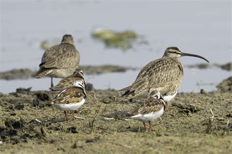 Whimbrel Migration Underway 23 May 2023