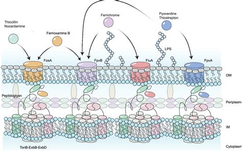 Pseudomonas Aeruginosa Fpvb Is A High Affinity Transporter For