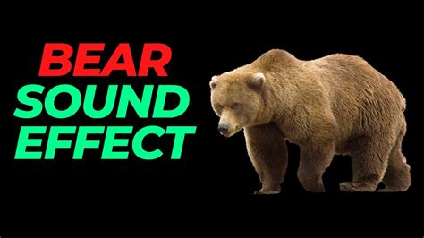 Bear Sound Effect No Copyright Bear Noises Bear Roars Sounds Hq