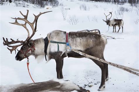Discover The Decline Why Reindeer Populations Are Shrinking Across The