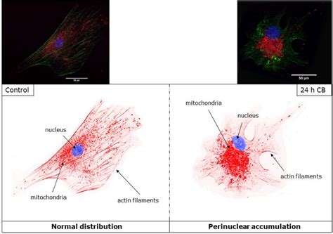 Automated Analysis Of Mitochondrial Dimensions In Mesenchymal Stem