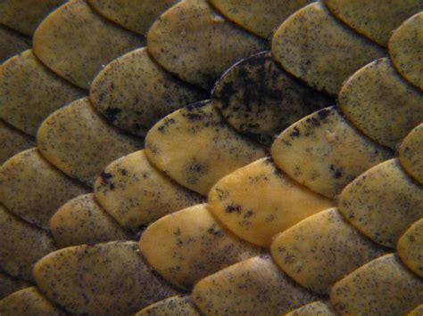 Reptile Scales Images At Dorothy Lessard Blog