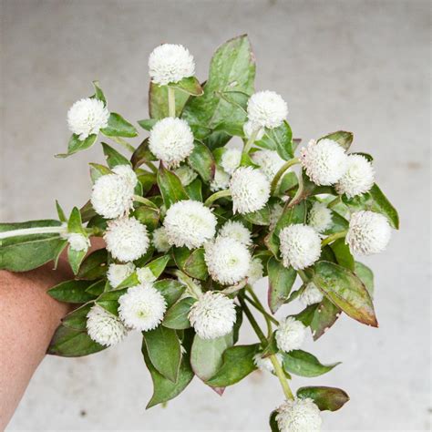 Gomphrena Audray White Seeds Nz Emerden