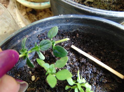 Basil Identification In The Plant Id Forum