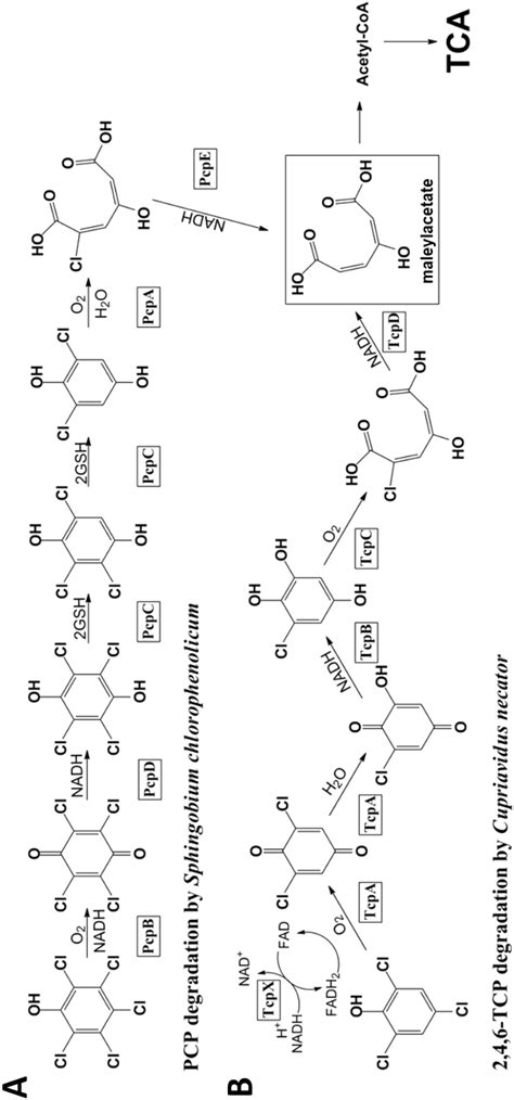 Degradation Pathway Of Pentachlorophenol Pcp In Sphingobium