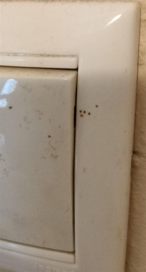 Feaces In Cockroach And Bb Infested Apartment Rgermanroaches