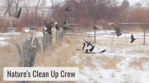 Natures Cleanup Crew At Work Wildlife Seen From Our Homestead