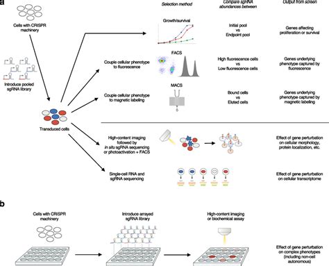 A Different Approaches To Pooled Crispr Based Screening Sgrna Download Scientific Diagram