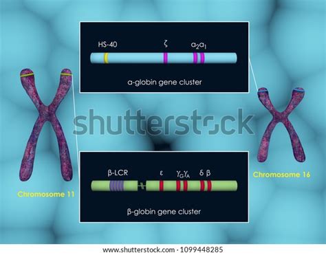 3d Illustration Of A Globin And B Globin Gene Clusters