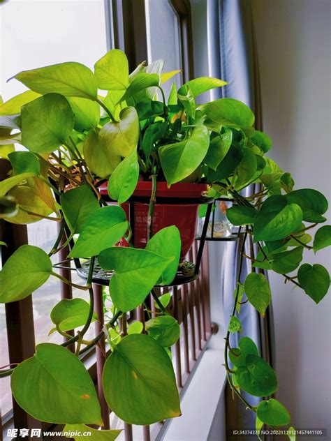 吊篮摄影图其他自然景观摄影图库昵图网