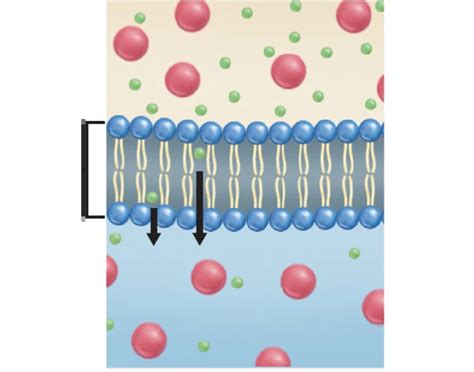 Diffusion In A Cell Quiz